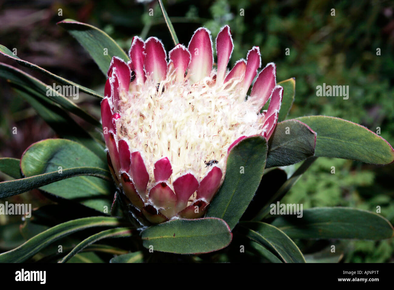 Stinkleaf High Resolution Stock Photography and Images - Alamy