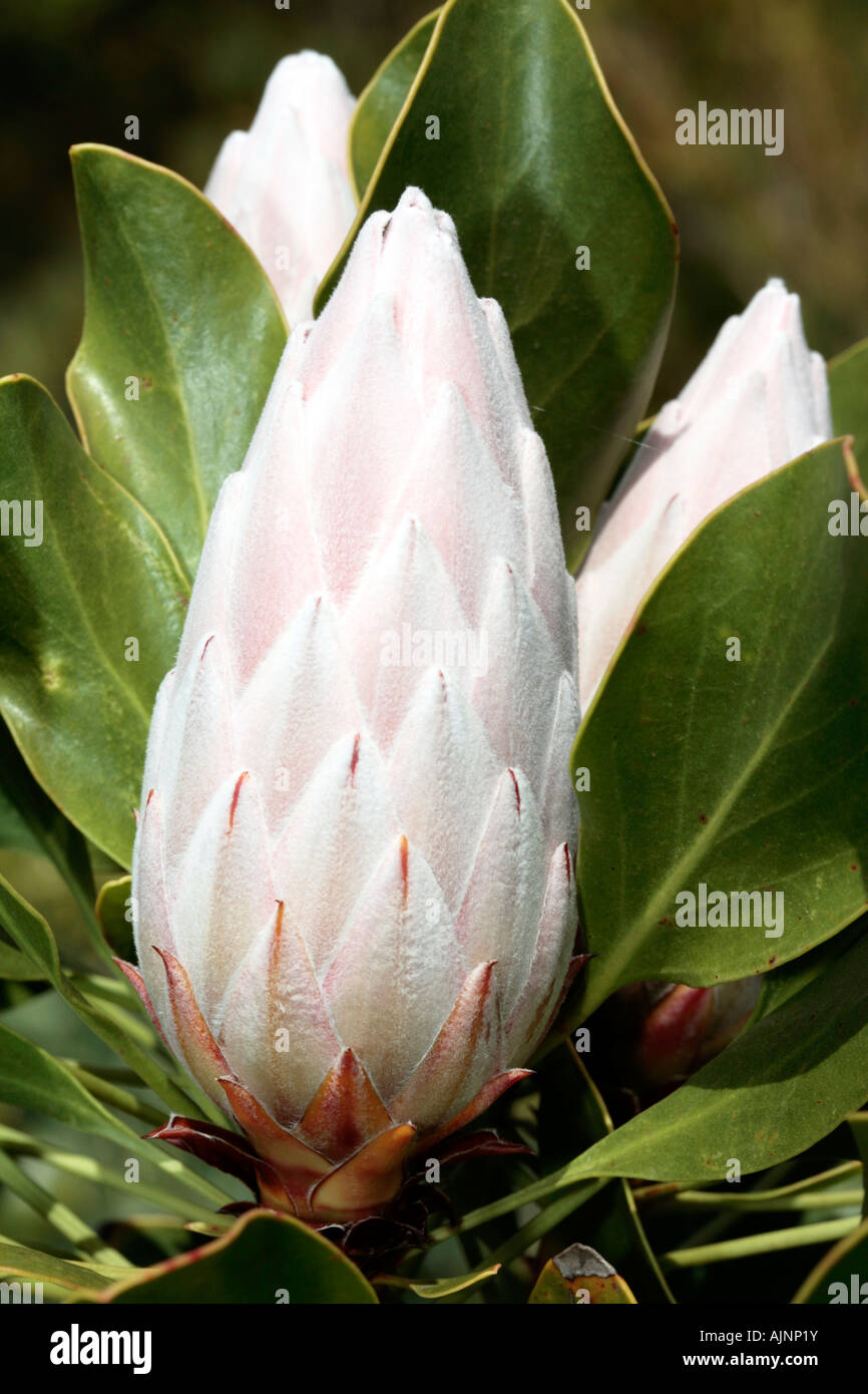 Close-up of a King Protea bud - Protea cynaroides Stock Photo - Alamy