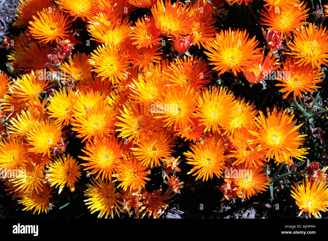 Orange Lampranthus / Trailing Ice plant / Vygie- Lampranthus-Family ...