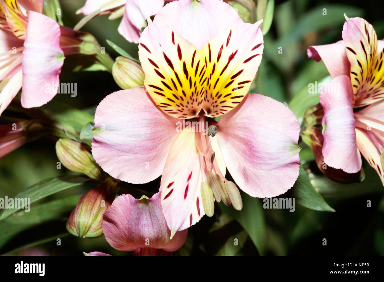 Inca Lily High Resolution Stock Photography and Images - Alamy
