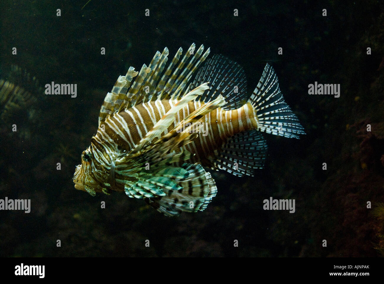 Lion Fish Pterois volitans Stock Photo - Alamy Lion Fish Pterois volitans Stock Photo - Alamy