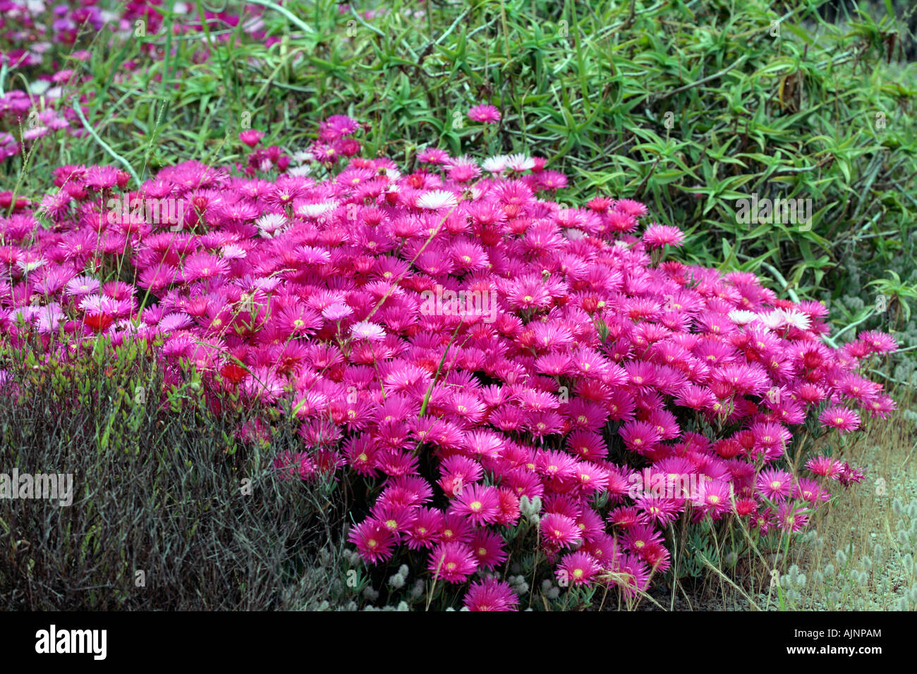 Drosanthemum micans hi-res stock photography and images - Alamy