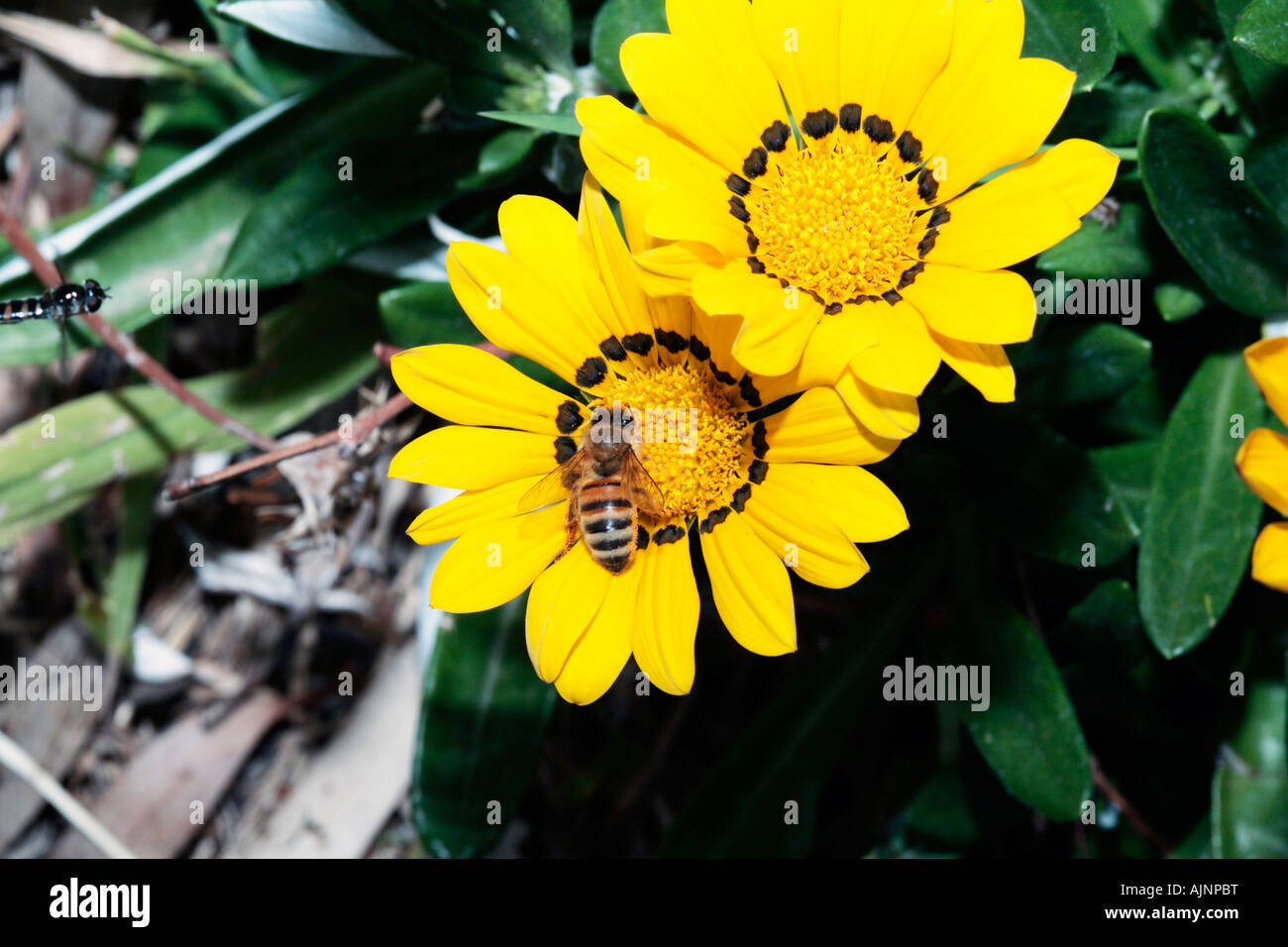 Gazania / Treasure Flower with Honey Bee collecting pollen. Hover fly ...