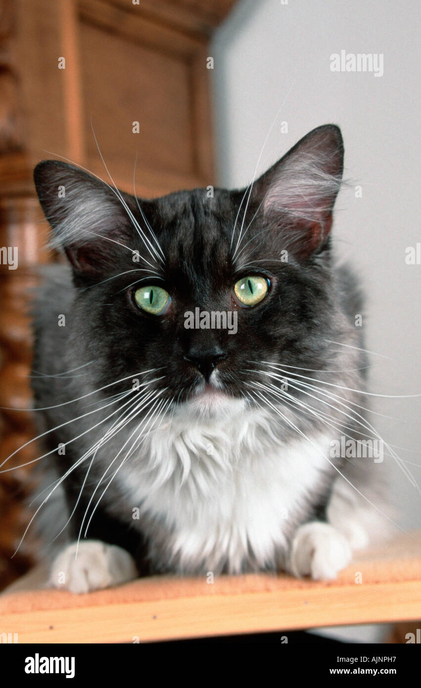 Black And White Smoke Cat