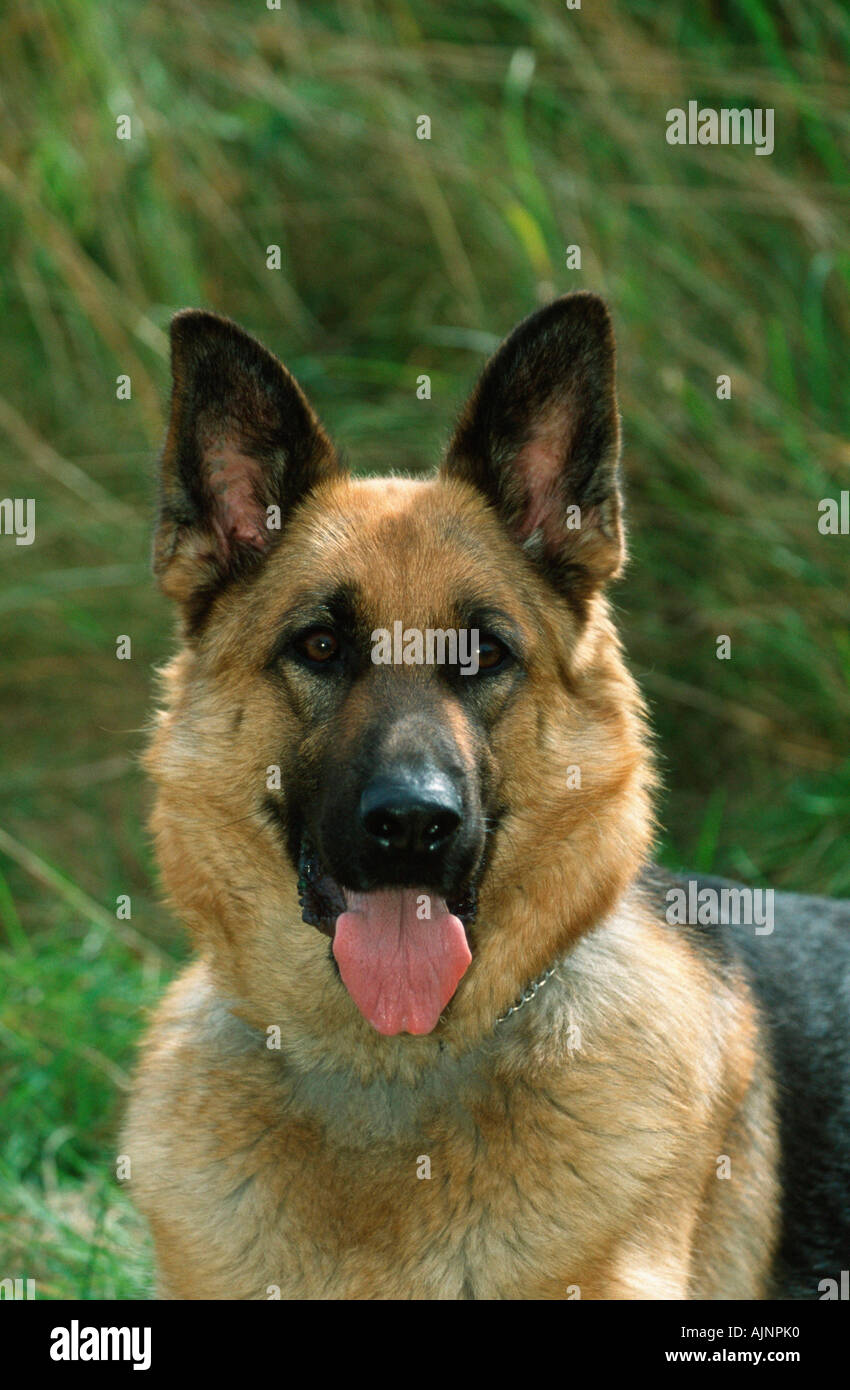 German Shepherd Dog Alsatian Stock Photo - Alamy
