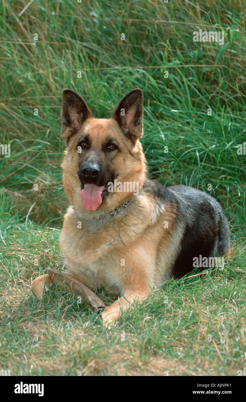 German Shepherd Dog Alsatian Stock Photo - Alamy