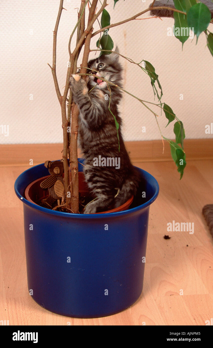 Norwegian Forest Cat kitten gnawing on fig tree Ficus benjaminus Stock ...