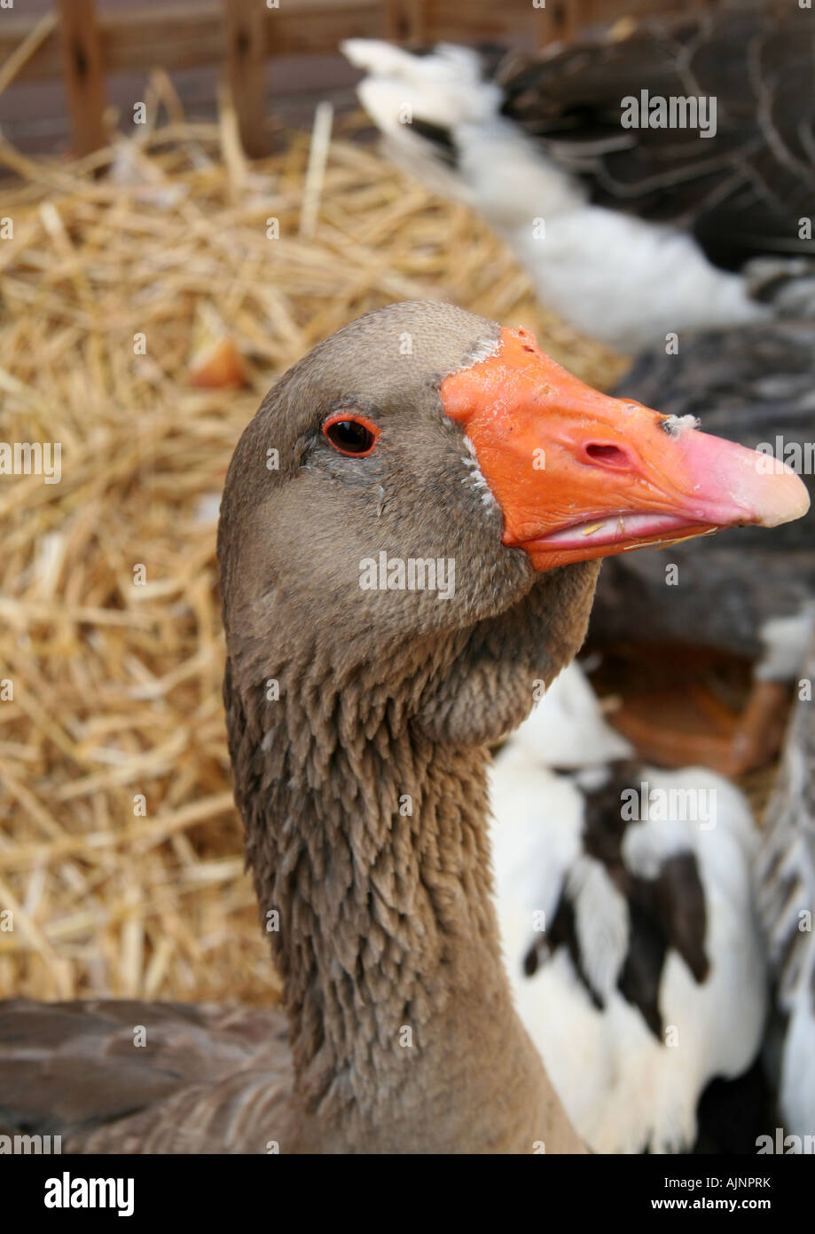 Alsatian goose hi-res stock photography and images - Alamy