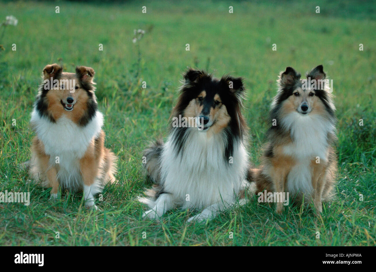 Rough Collie and Shelties Shetland Sheepdog Stock Photo - Alamy