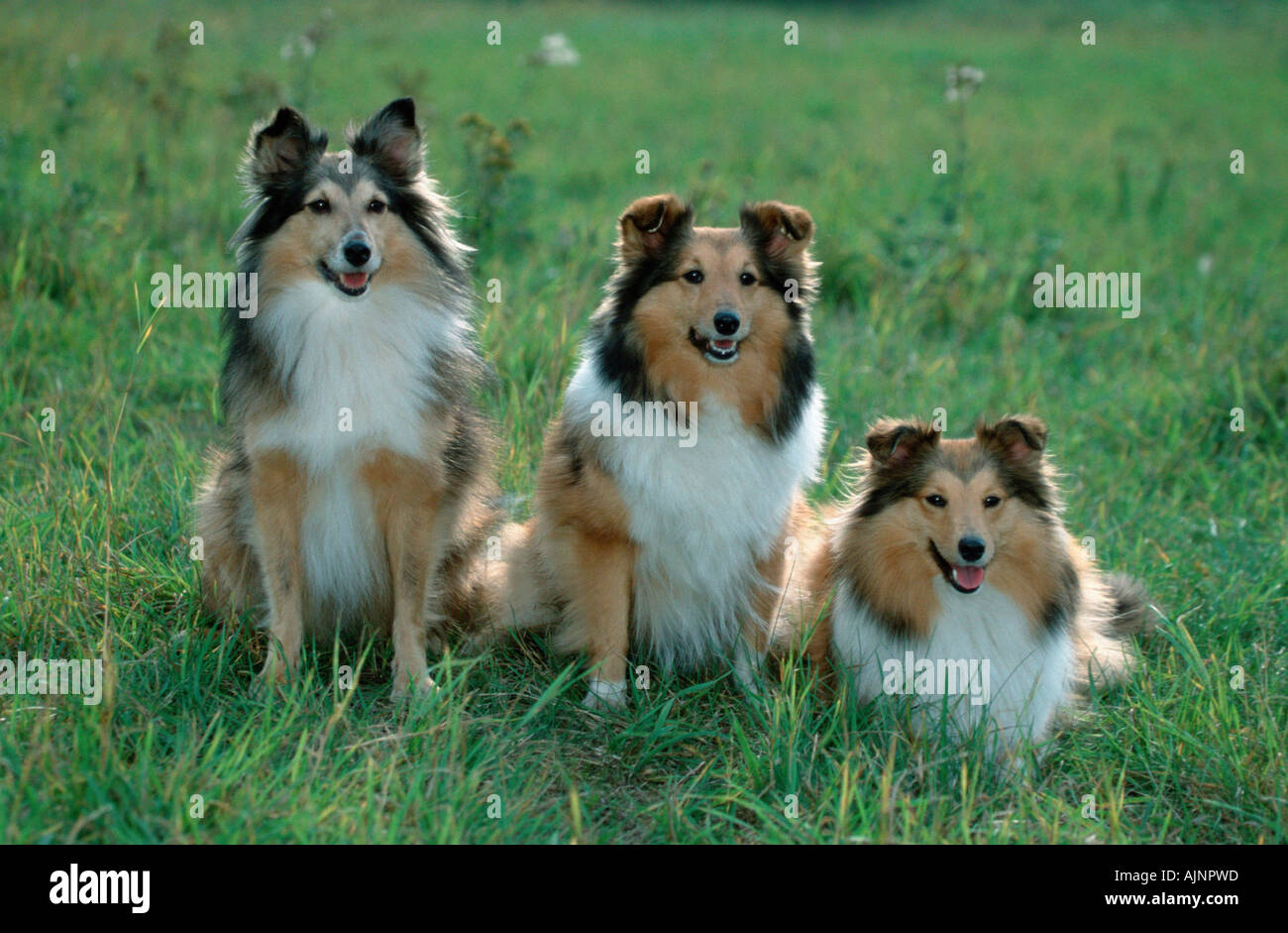 Smiling shetland sheepdog hi-res stock photography and images - Alamy