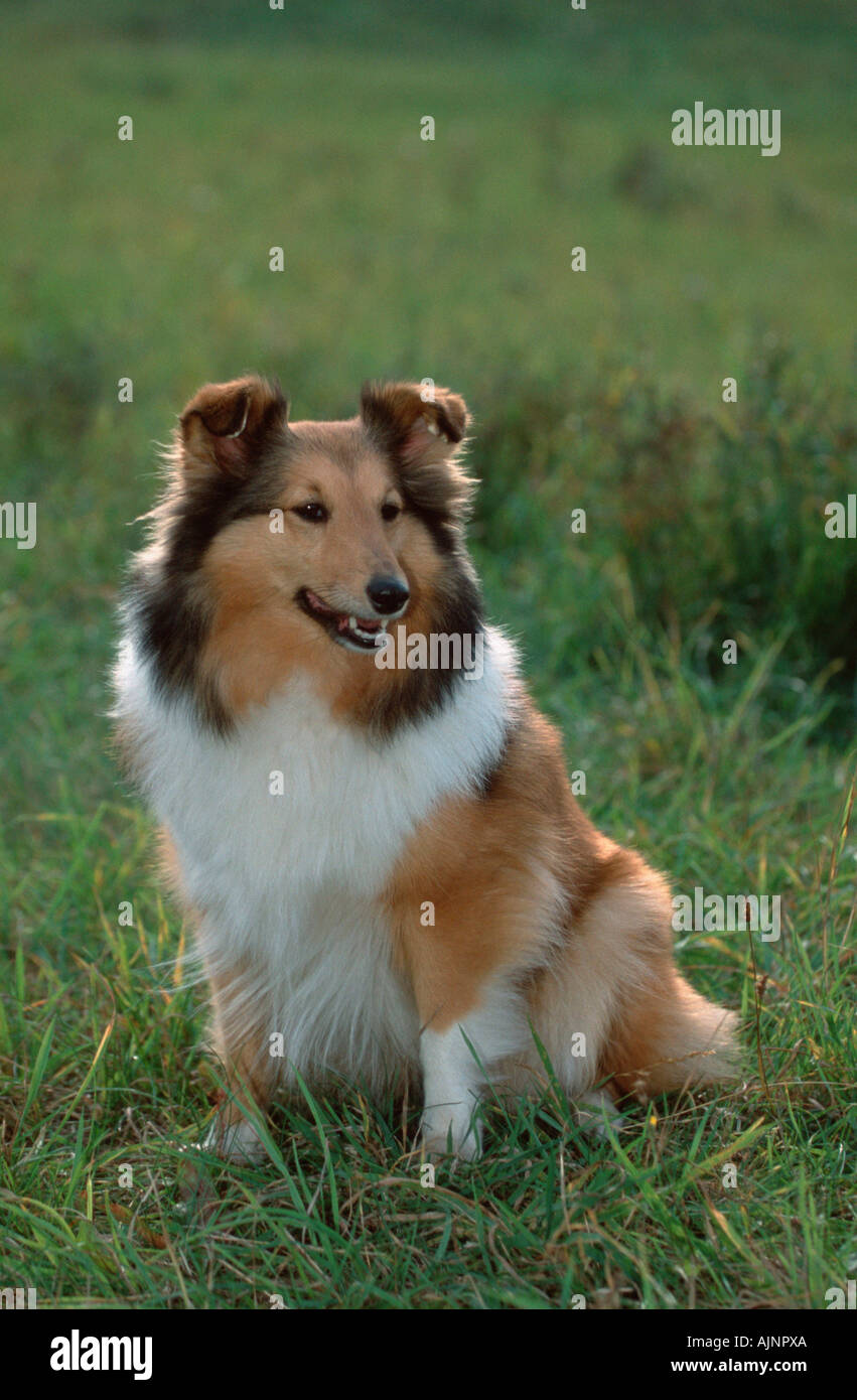 Smiling shetland sheepdog hi-res stock photography and images - Alamy