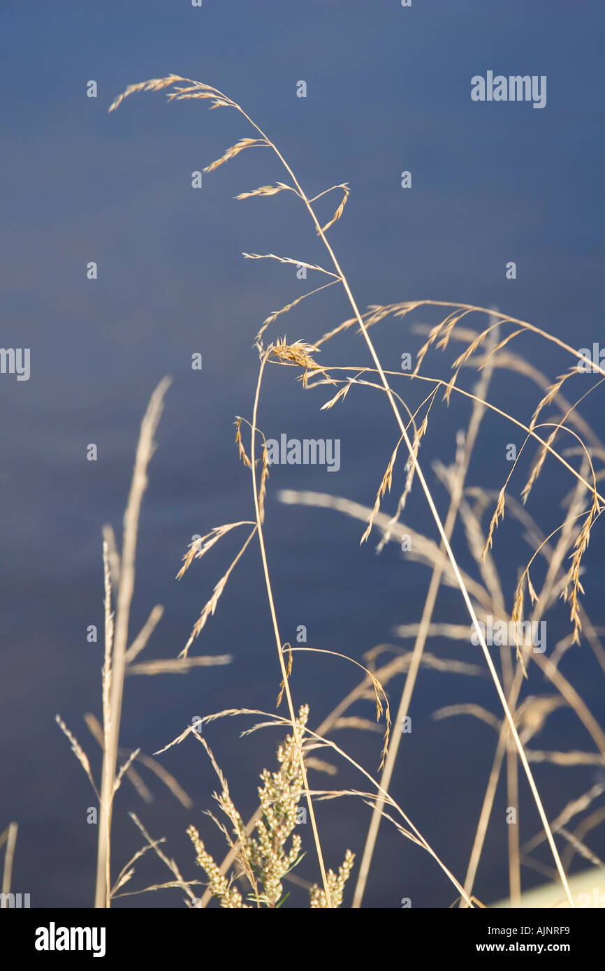 Close up of stalks of weeds Stock Photo - Alamy