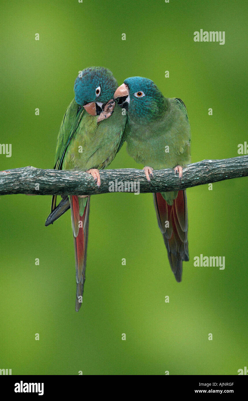 Sharp tailed conures hi-res stock photography and images - Alamy