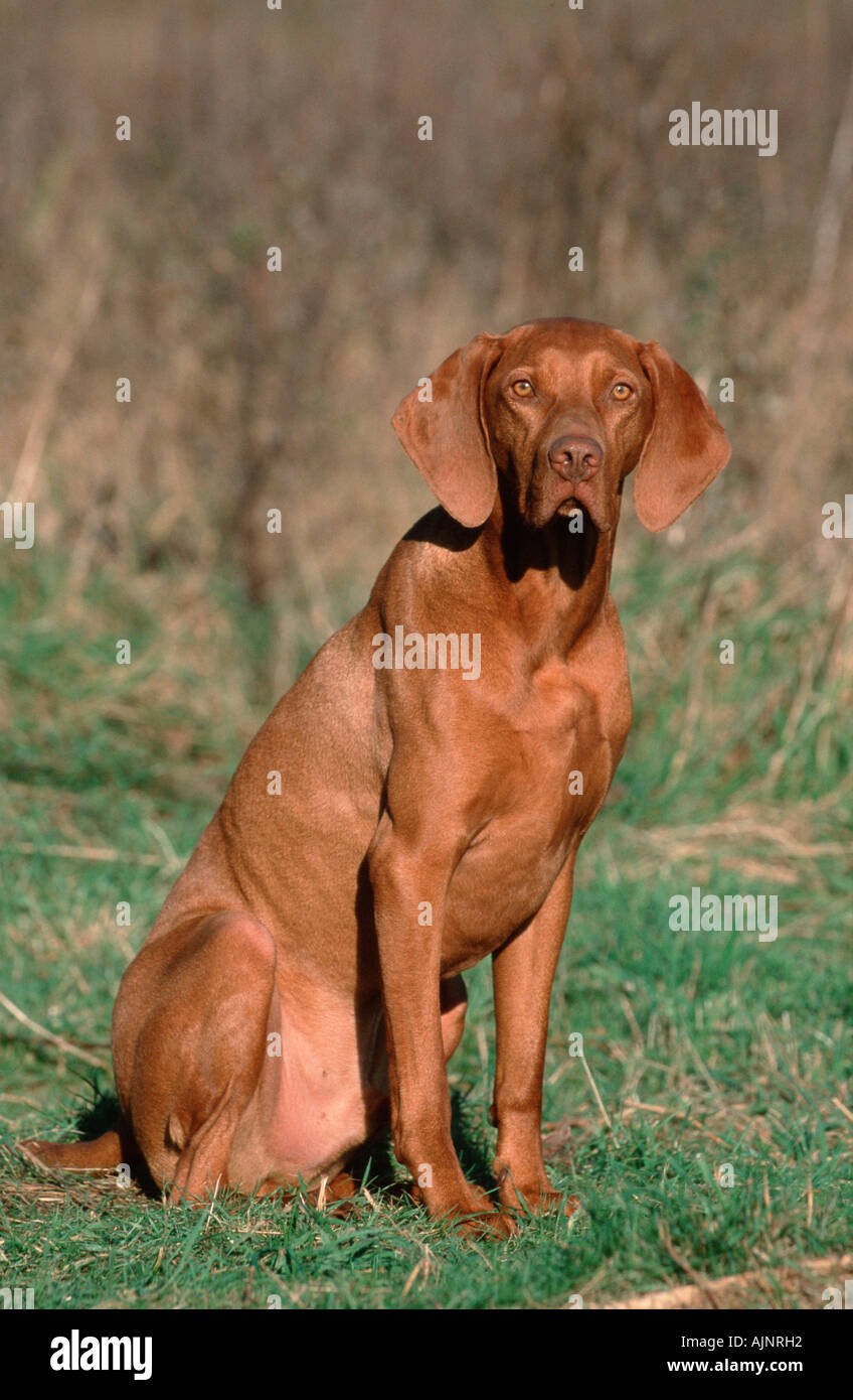 Hungarian Pointer Magyar Vizsla Stock Photo - Alamy