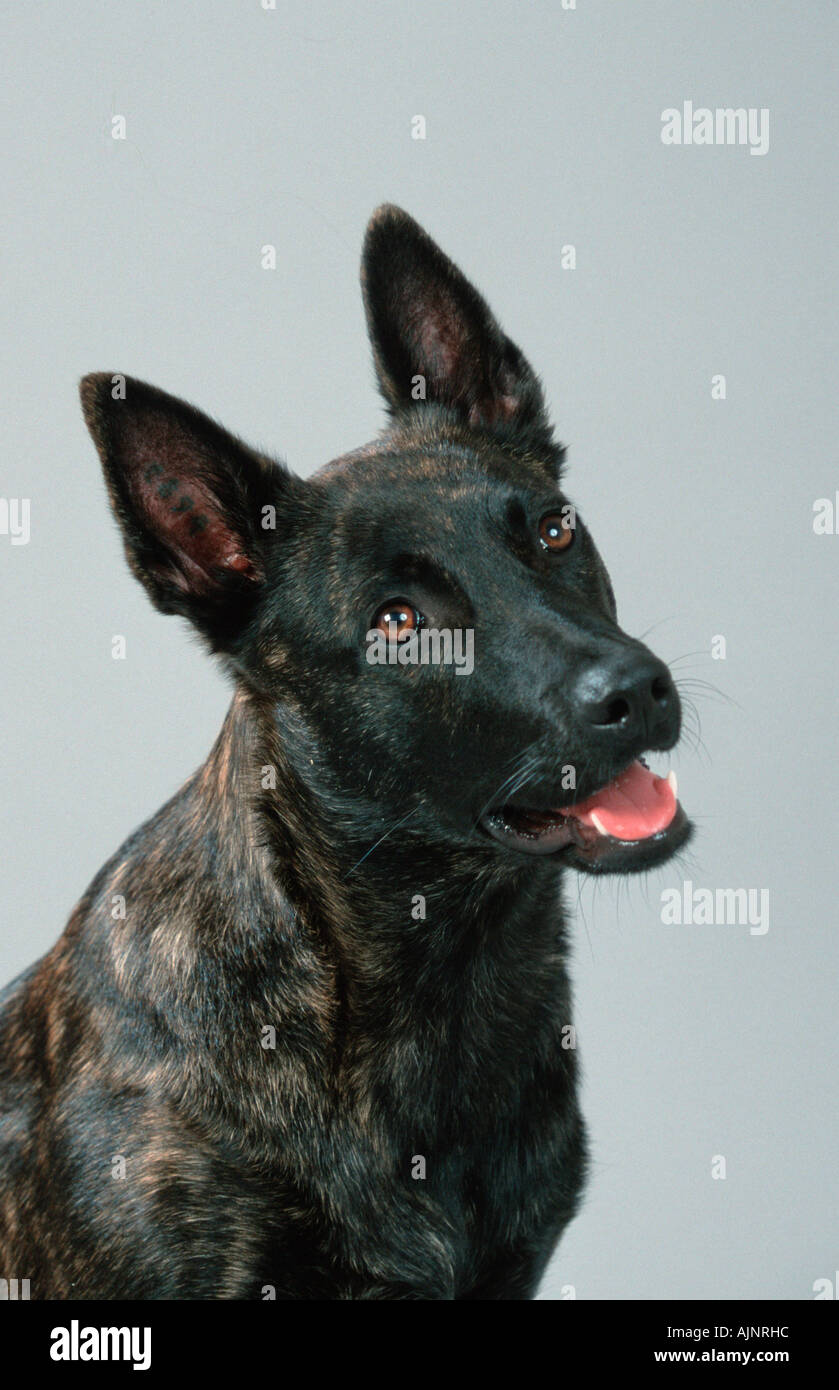Dutch Shepherd Hollandse Herder Stock Photo - Alamy