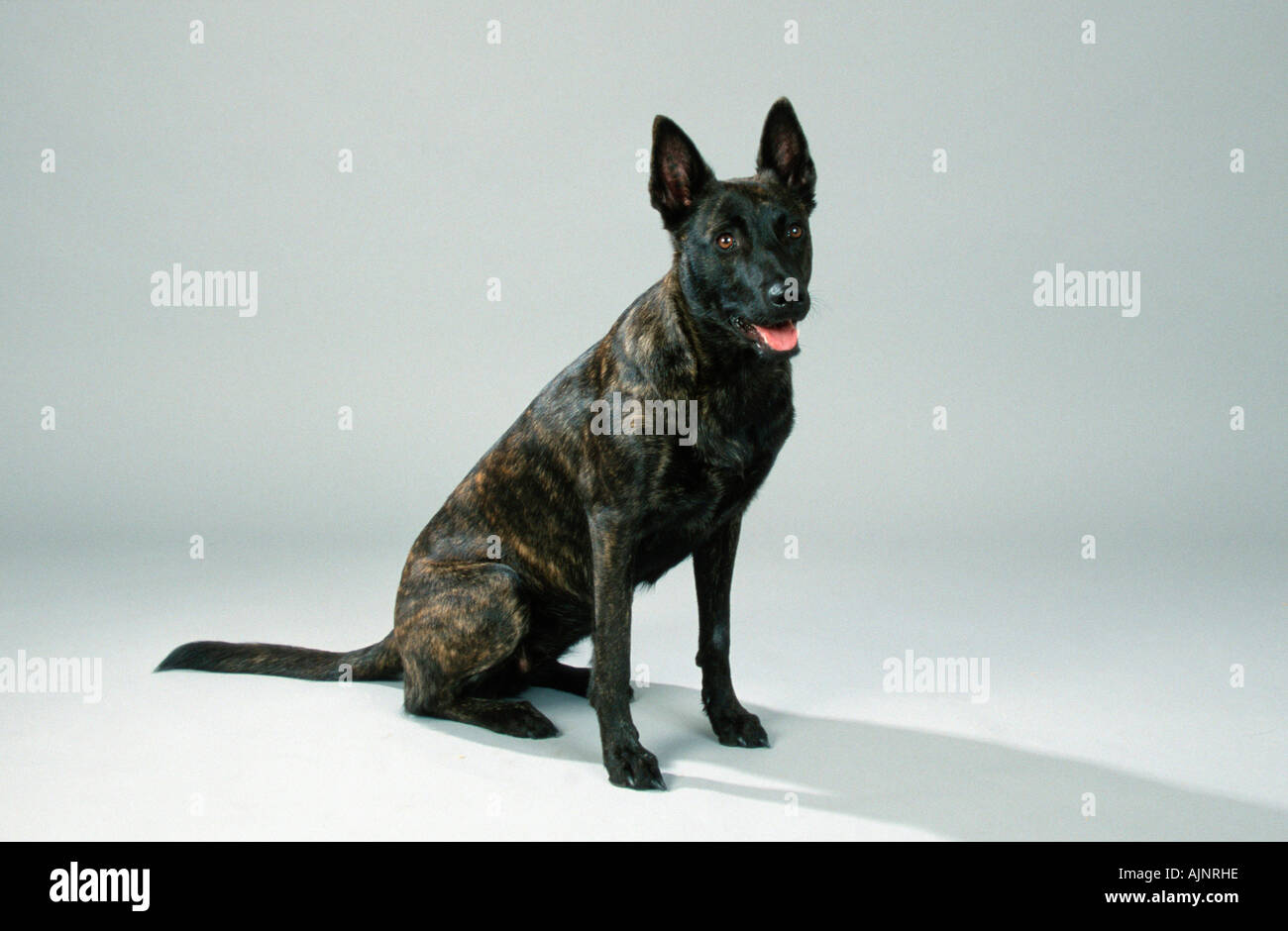 Dutch shepherd hi-res stock photography and images - Alamy
