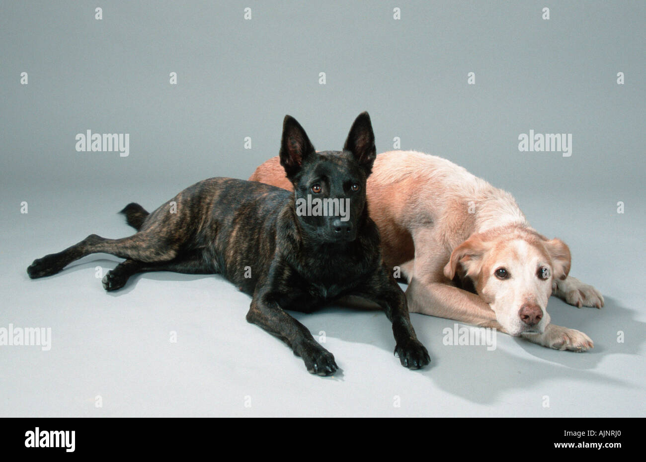 Dutch Shepherd and Mixed Breed Dog Hollandse Herder Stock Photo - Alamy