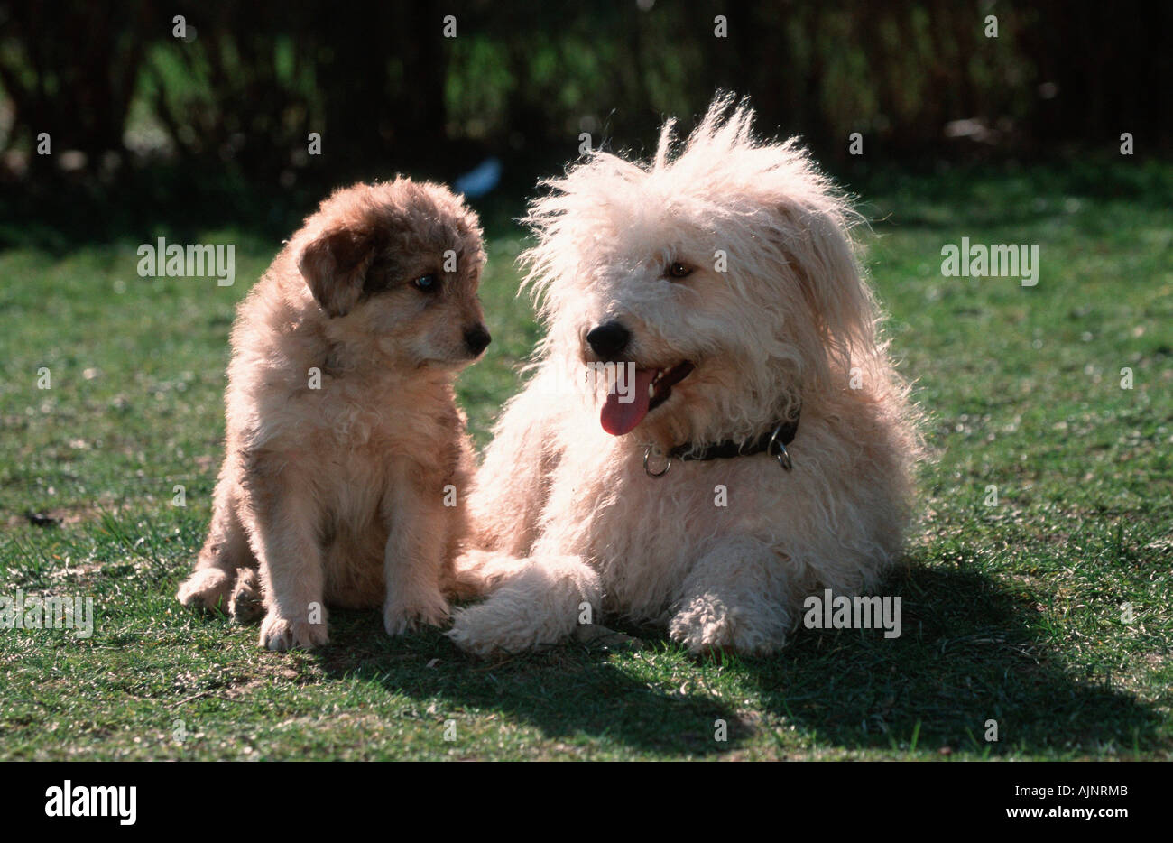 German sheeppoodle hi-res stock photography and images - Alamy