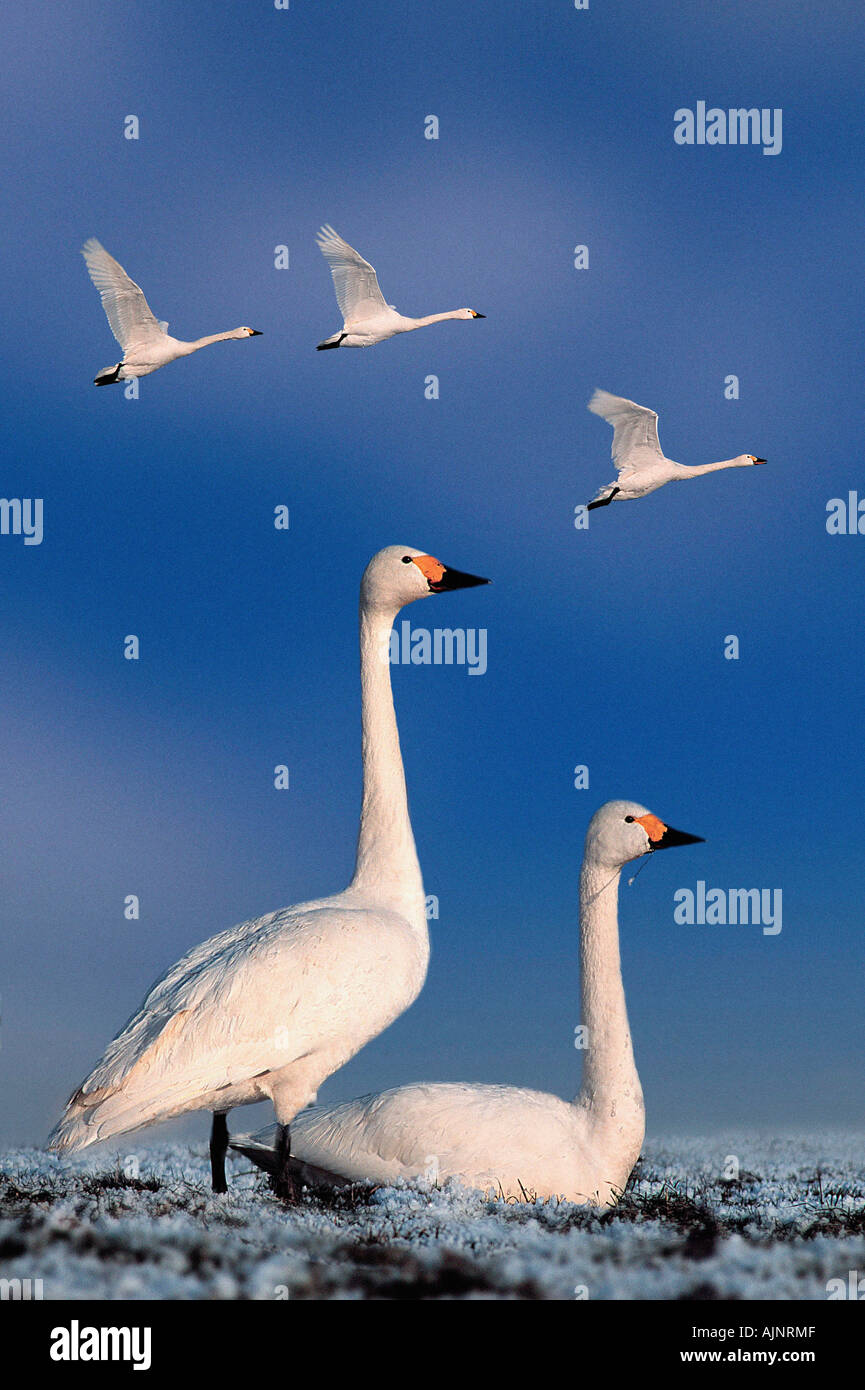 Bewick swans hi-res stock photography and images - Alamy