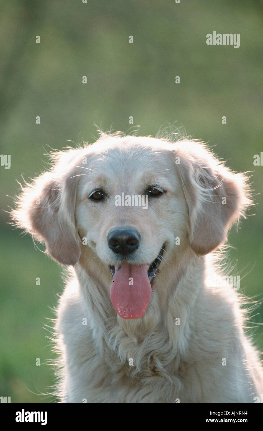 Light golden retriever hi-res stock photography and images - Alamy
