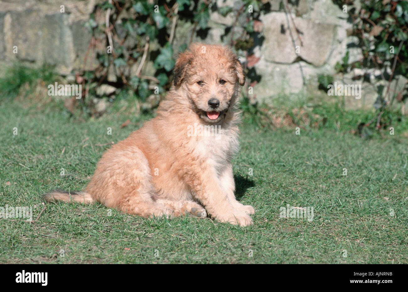 Sheeppoodle puppy 9 weeks Old German Shepherd Dog Stock Photo - Alamy