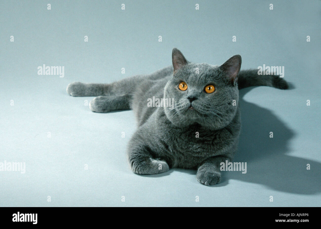 British Shorthair Cat tomcat blue Stock Photo - Alamy