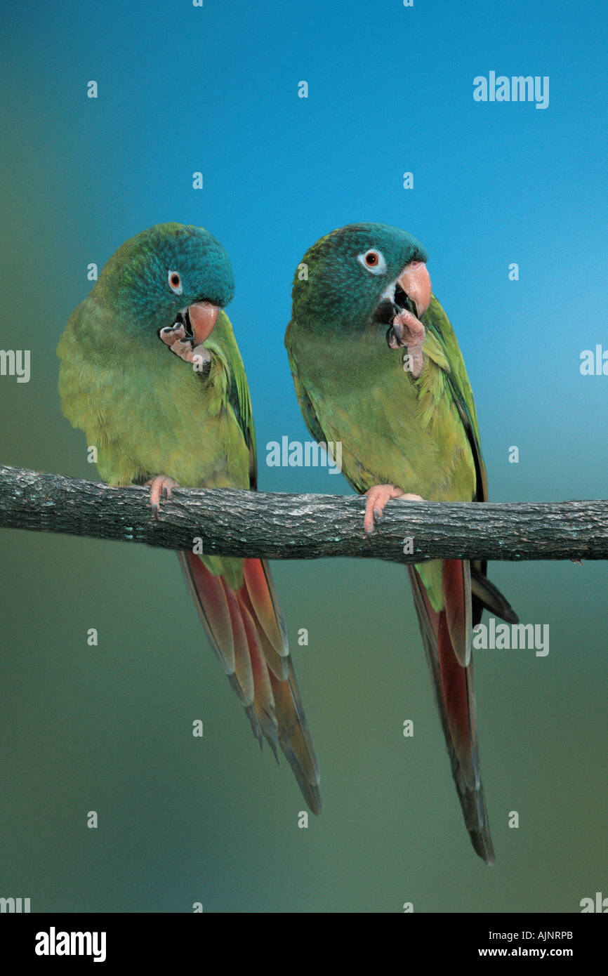 Sharp tailed conures hi-res stock photography and images - Alamy