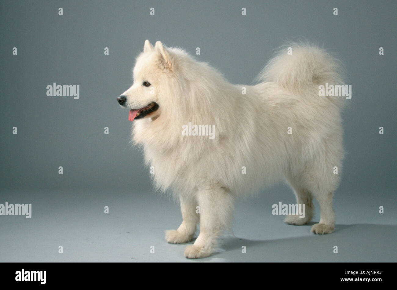 Samoyed adult dog standing hi-res stock photography and images - Alamy