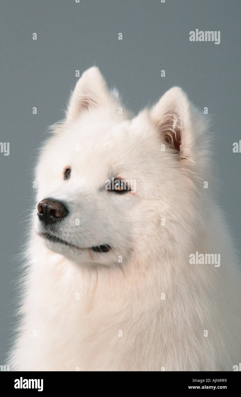 Samoyed head shot hi-res stock photography and images - Alamy