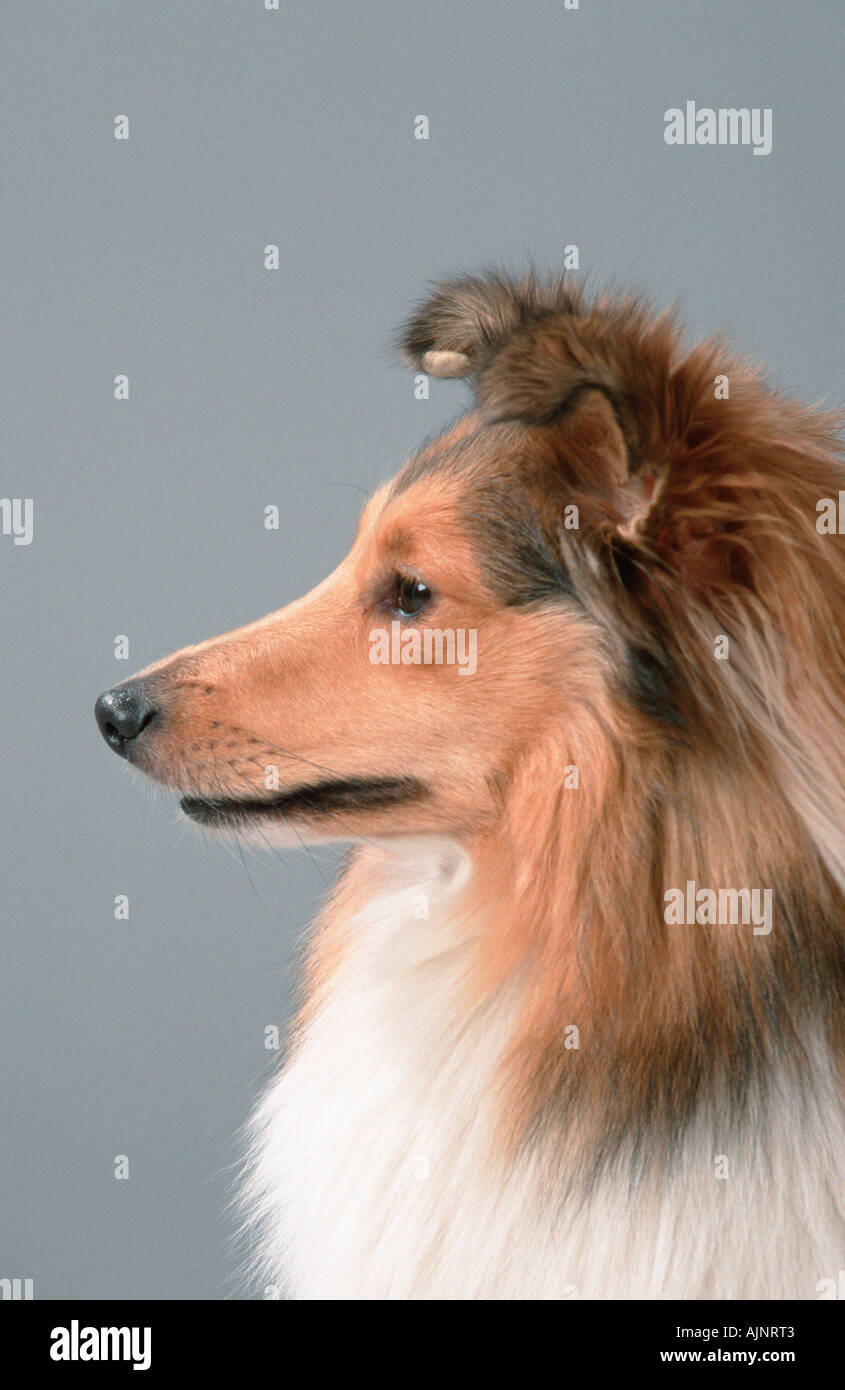 Shetland Sheepdog Sheltie side profile Stock Photo - Alamy