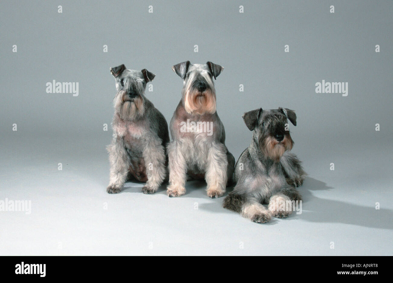 What Dog Group Is The Schnauzer In