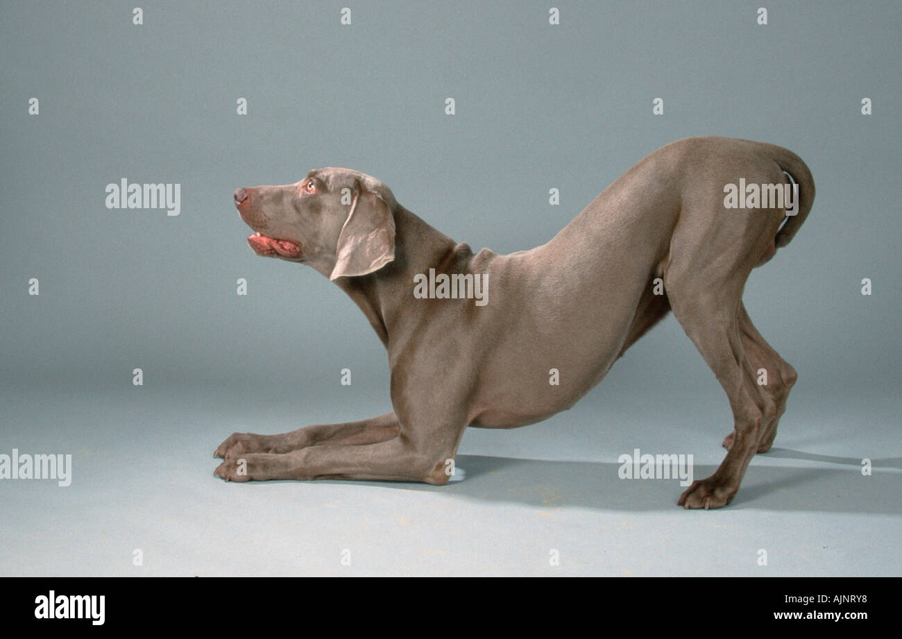 Weimaraner bow side Stock Photo - Alamy