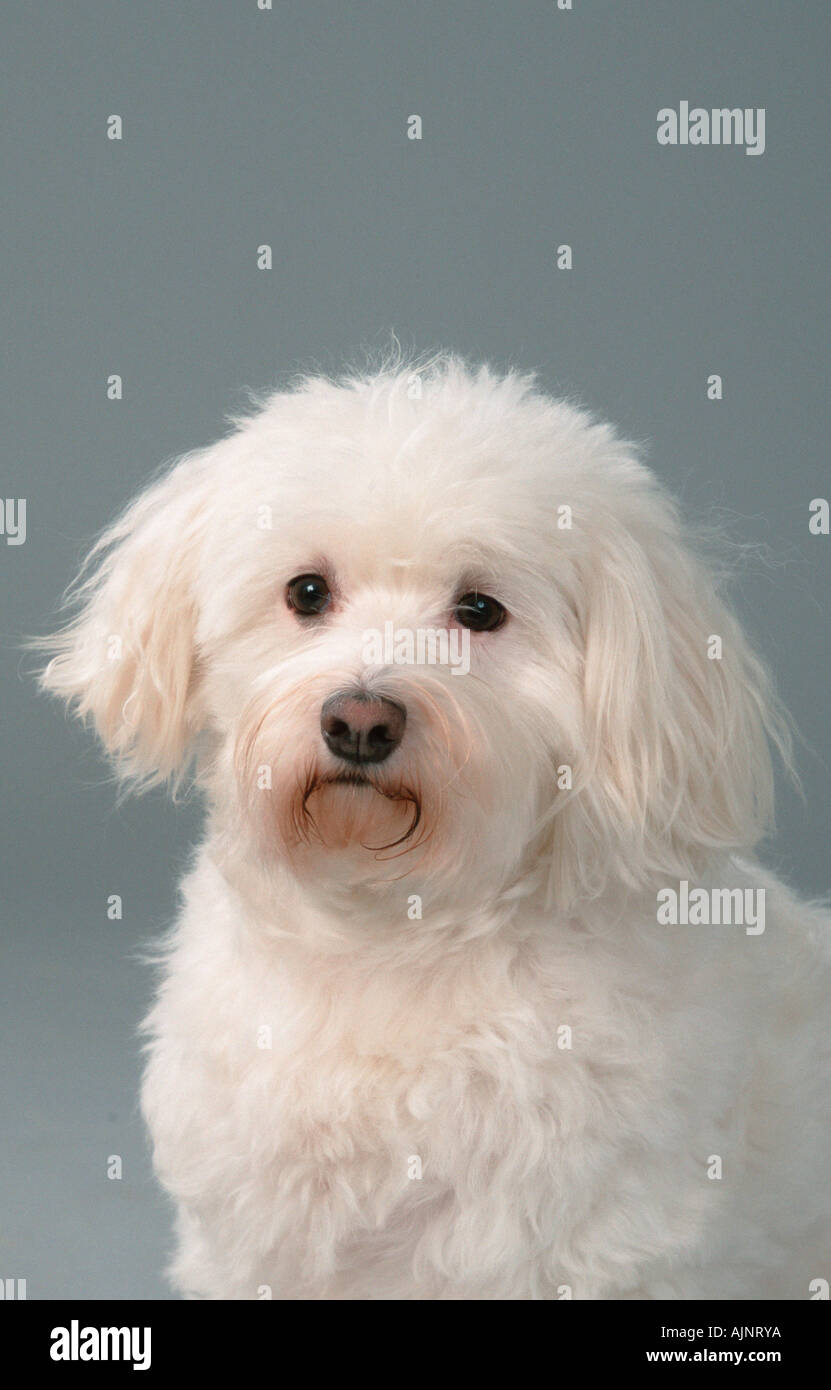 Mixed Breed Dog Stock Photo - Alamy