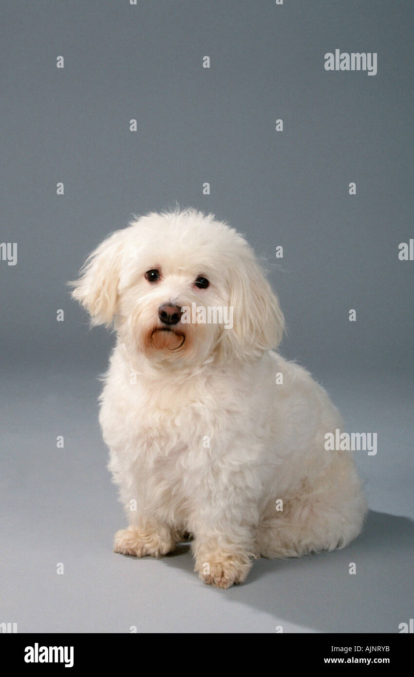 Mixed Breed Dog Stock Photo - Alamy