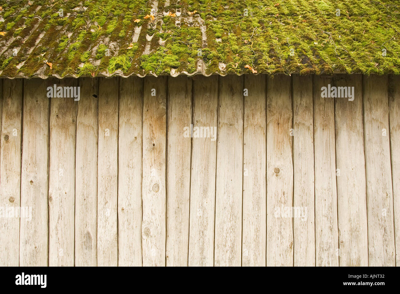 Moss growing on the tin roof of a wooden cabin Stock Photo - Alamy