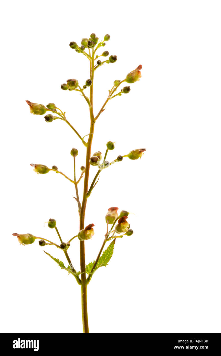 Figwort Cut Out Stock Images & Pictures - Alamy