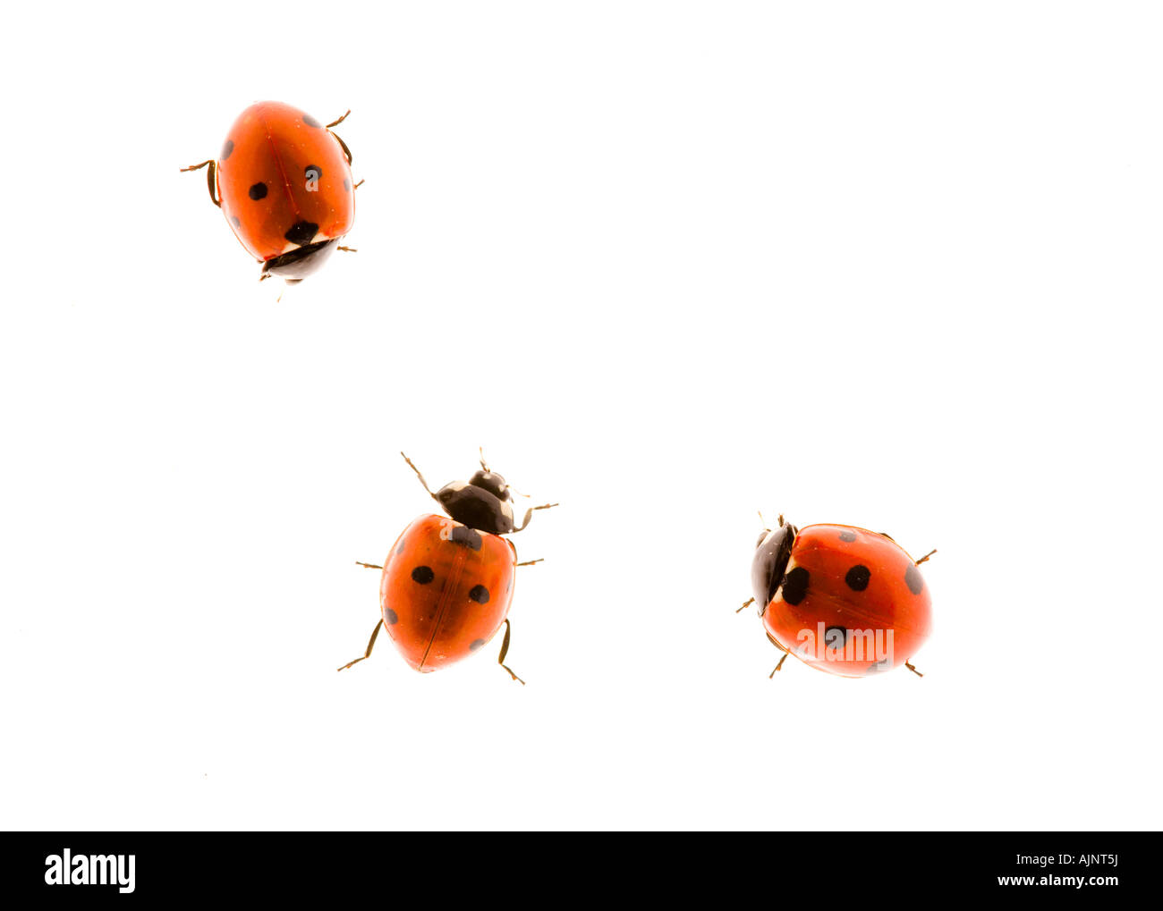 Seven spotted ladybirds Stock Photo - Alamy
