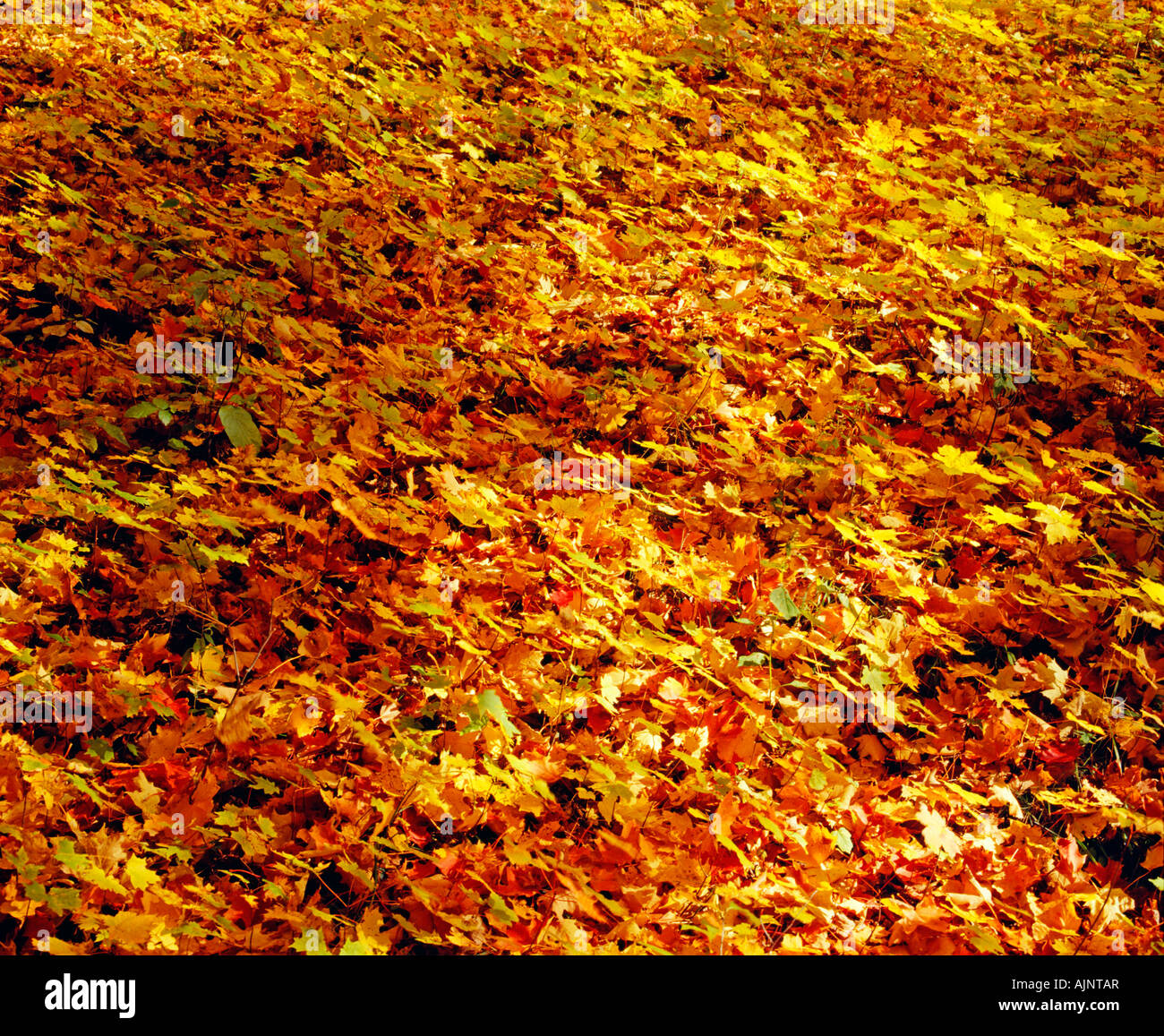Fallen autumn leaves on ground Stock Photo - Alamy