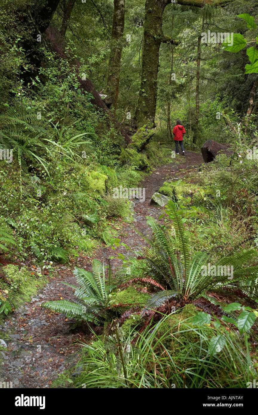 Waterfall Walk Track near Springs Junction Lewis Pass Road West Coast ...