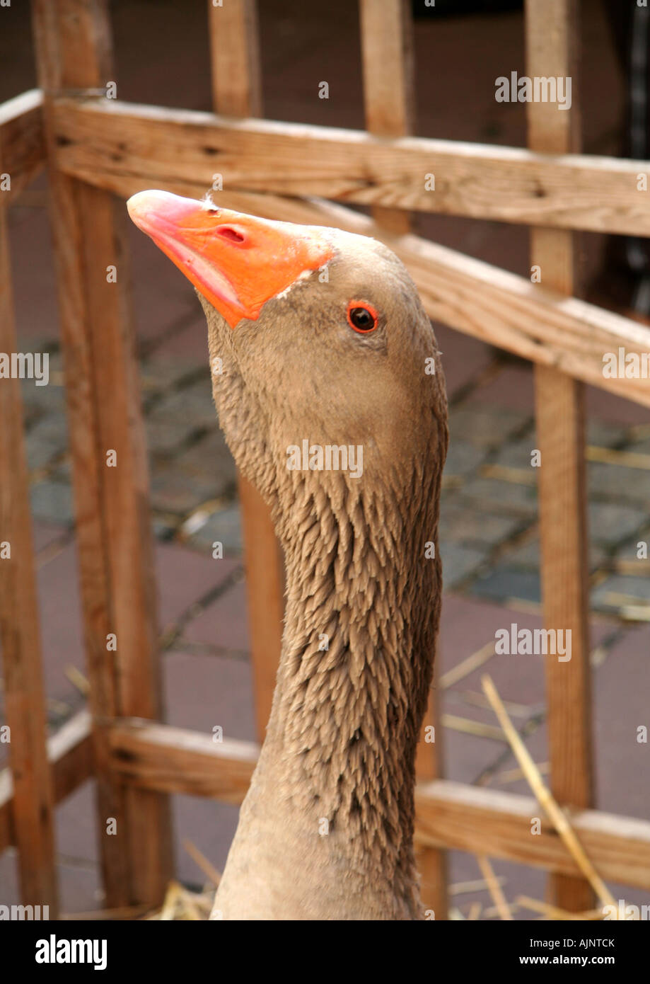 Force fed goose hi-res stock photography and images - Alamy