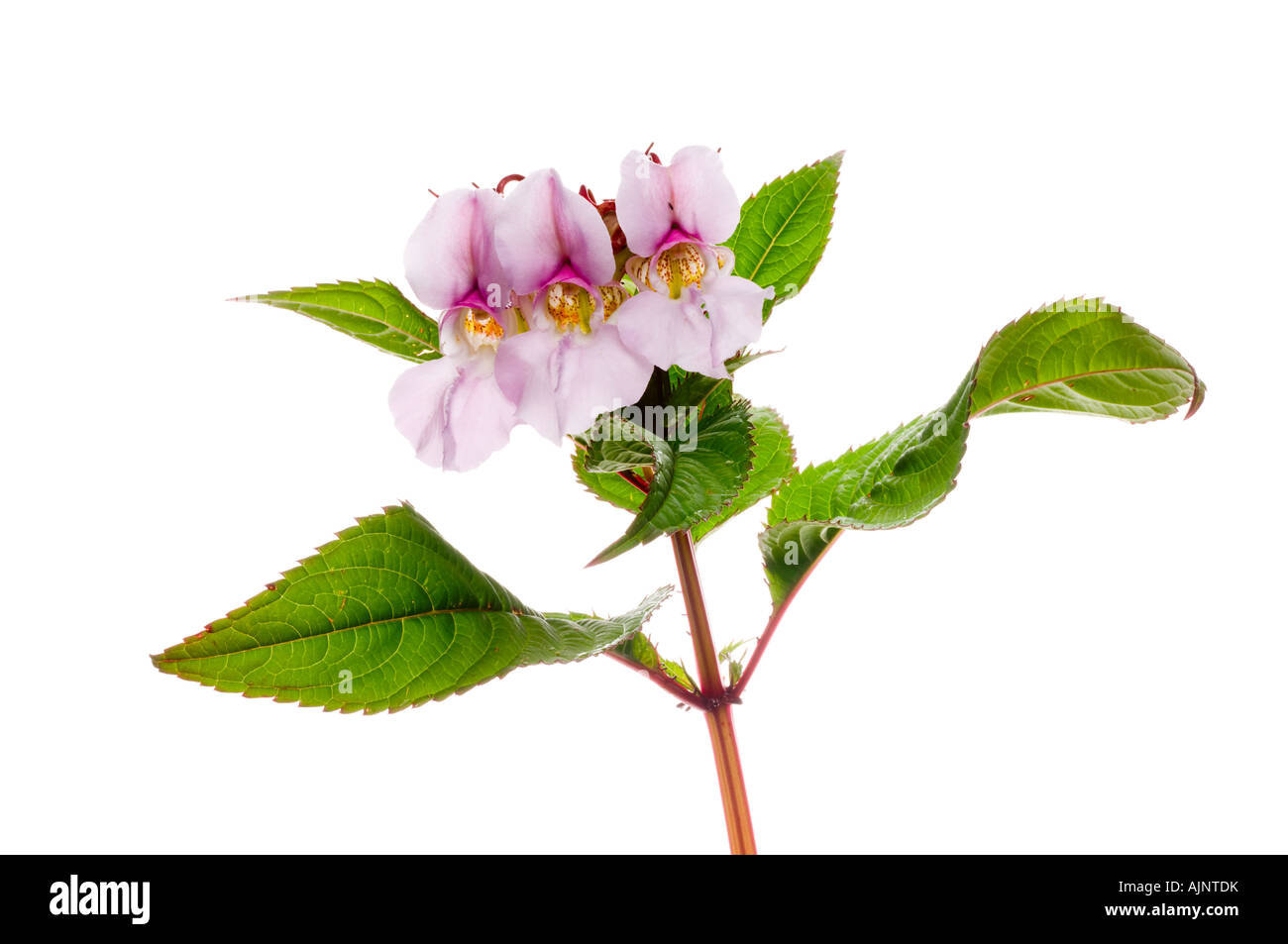 Himalayan balsam flowers Stock Photo - Alamy