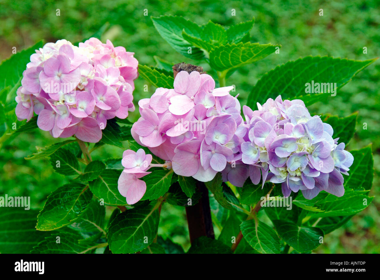 China hydrangea hi-res stock photography and images - Alamy