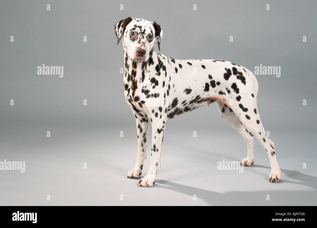 Dalmatian brown hi-res stock photography and images - Alamy