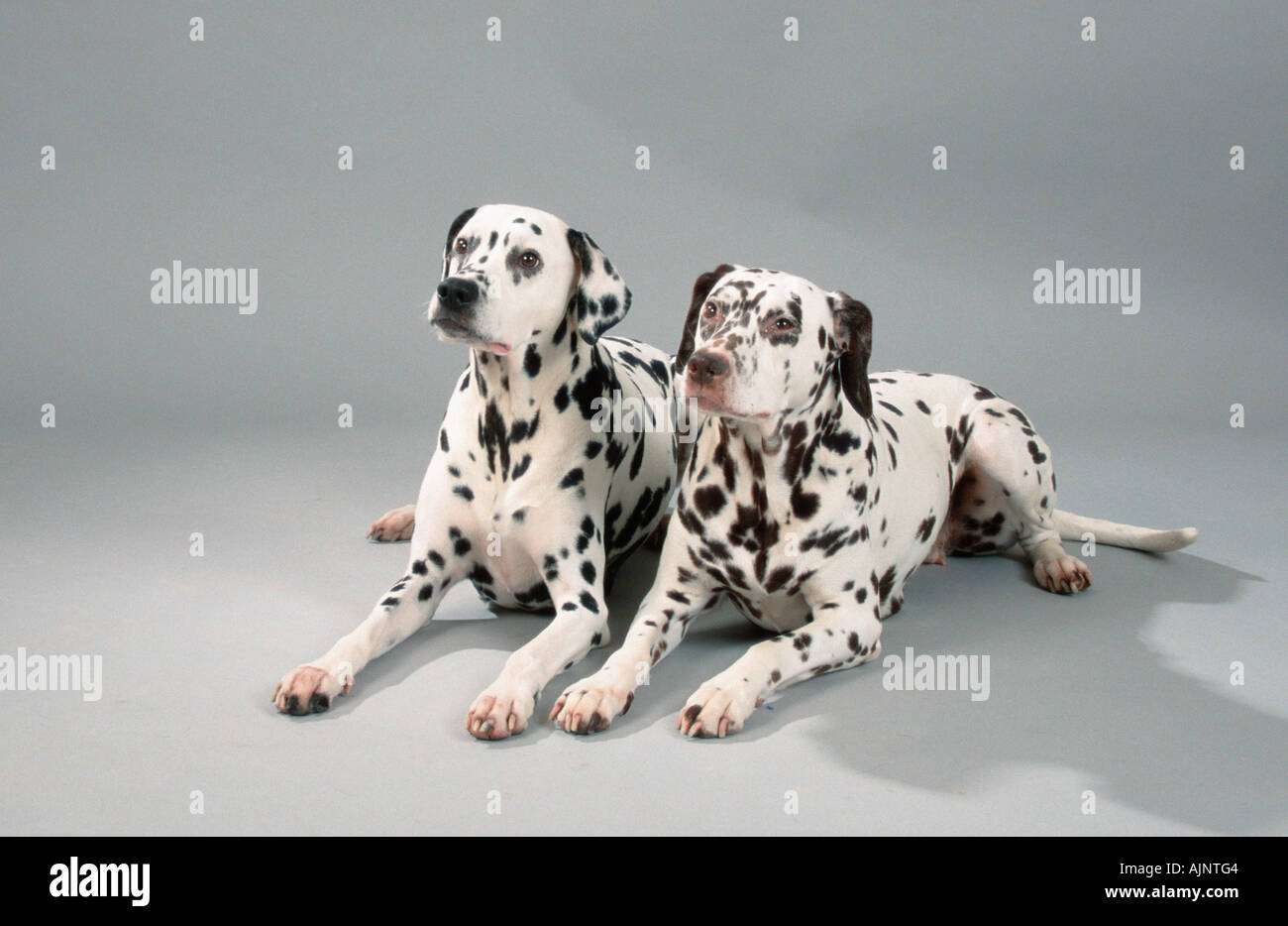 Two dalmatians hi-res stock photography and images - Alamy