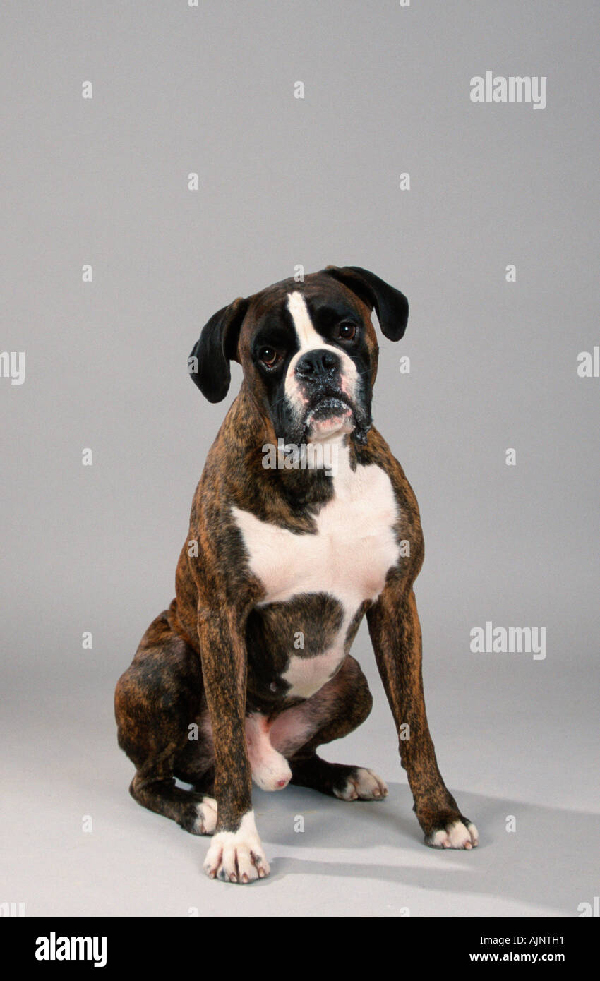 German Boxer golden brindled Stock Photo - Alamy