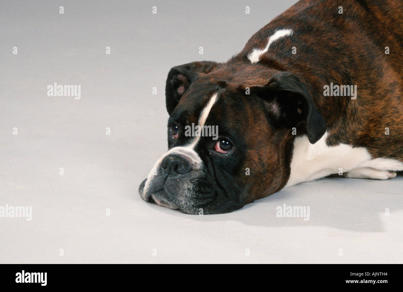 German Boxer golden brindled Stock Photo - Alamy