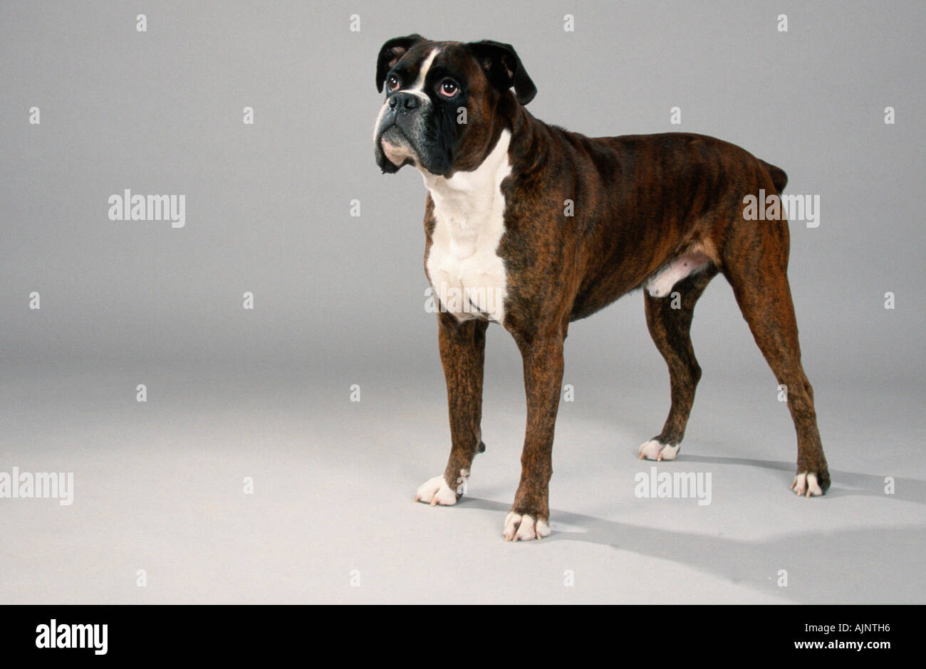 German Boxer golden brindled Stock Photo - Alamy