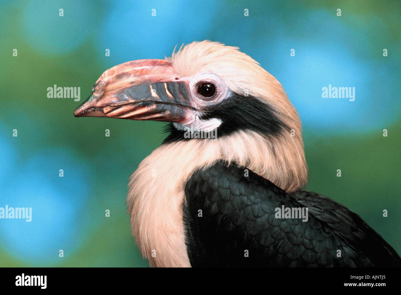 Tarictic Hornbill Penelopides panini side profile Stock Photo - Alamy