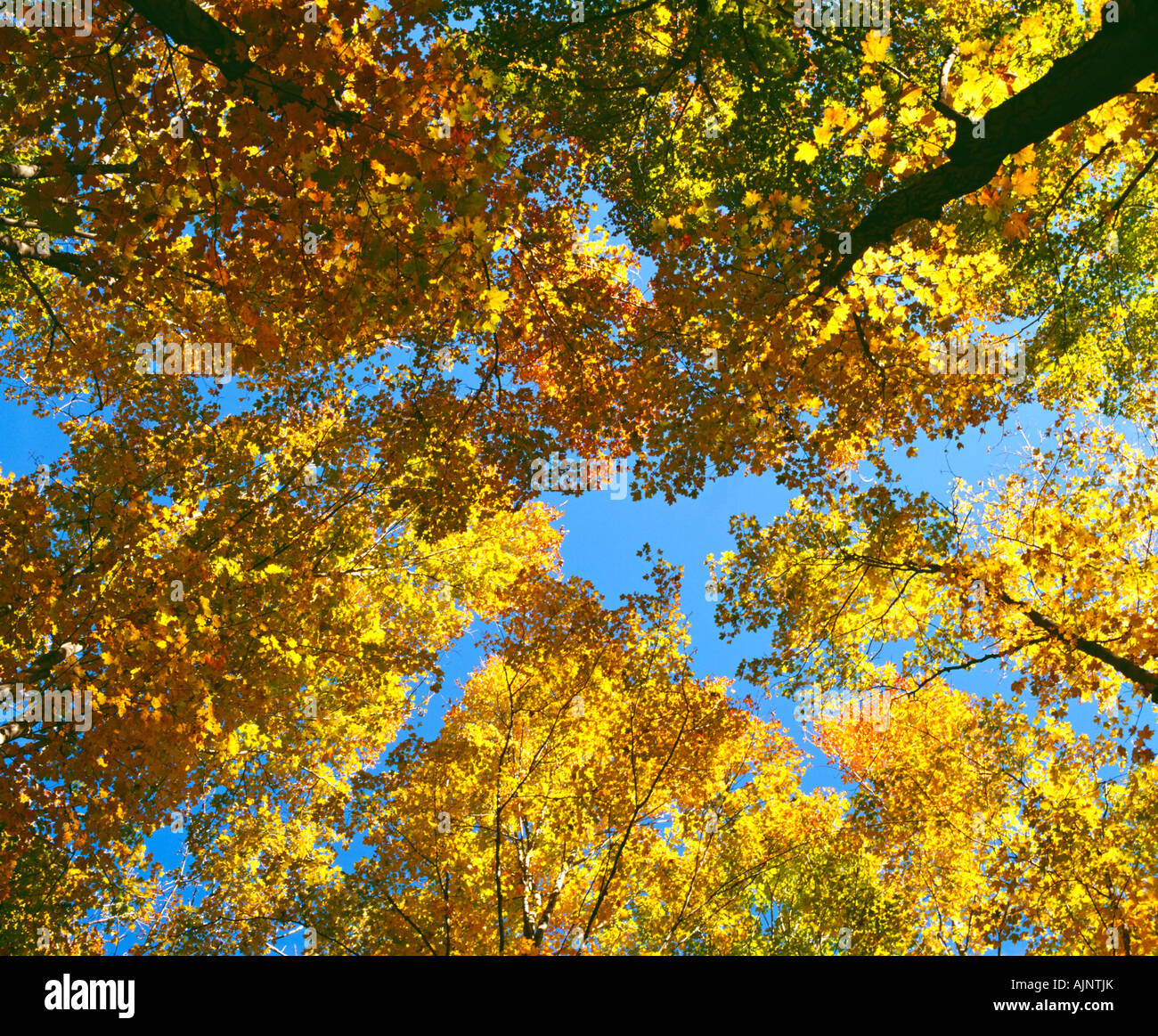 Autumn tree branches low angle Stock Photo - Alamy