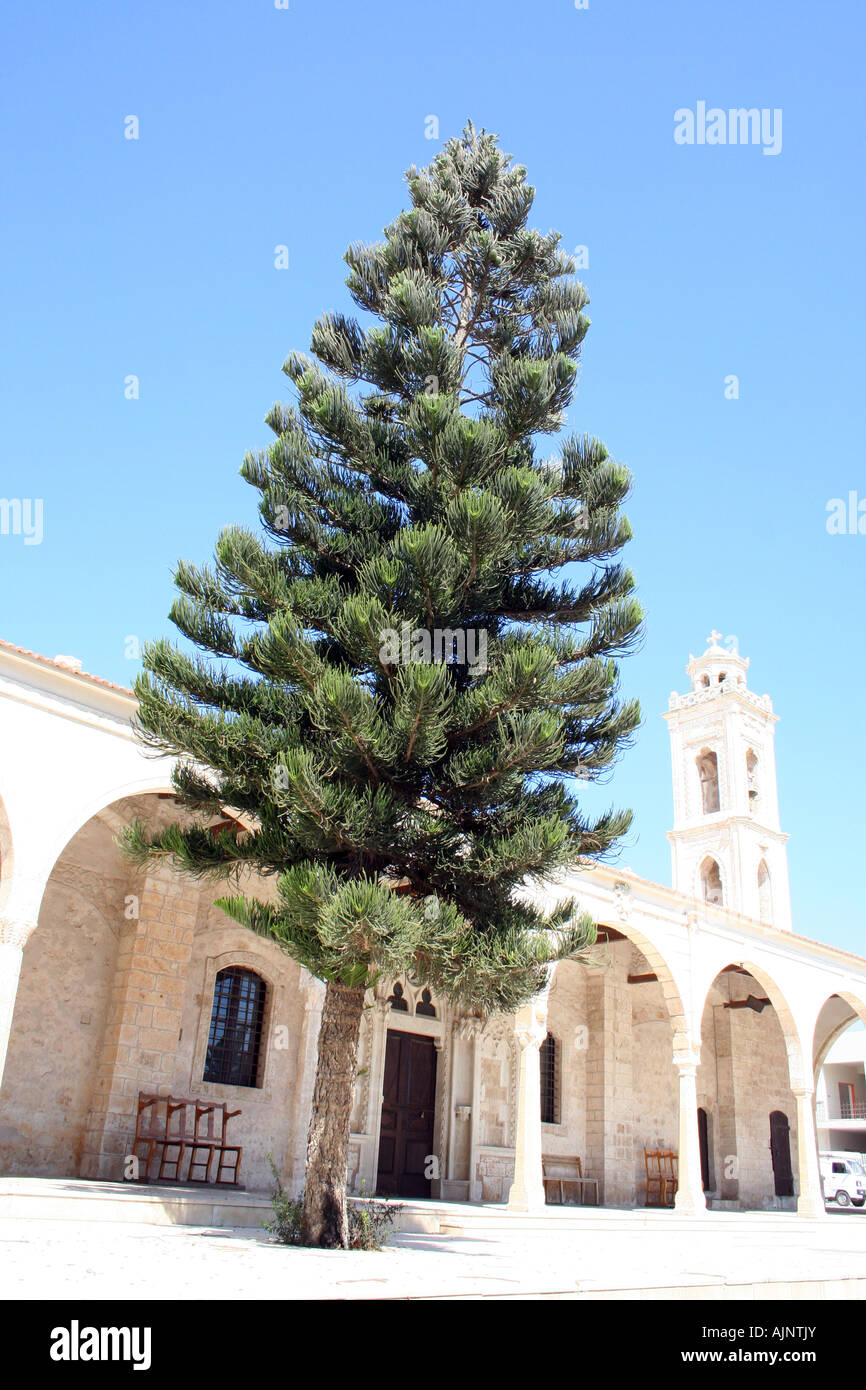 Tree outside Cypriot church, Larnaca, Cyprus Stock Photo - Alamy